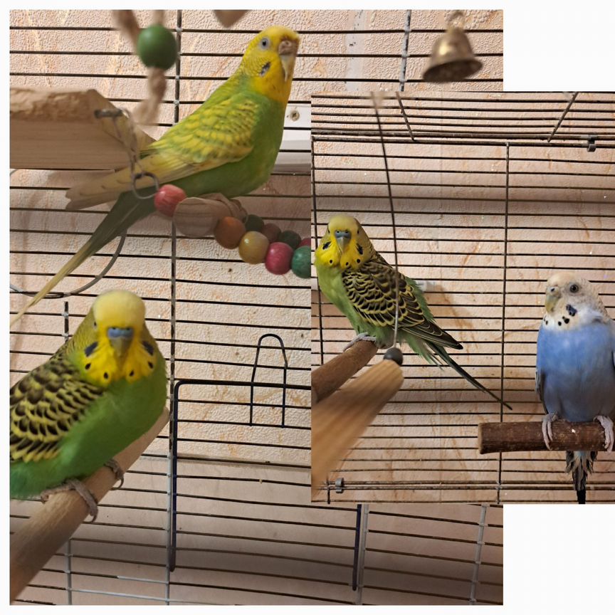 Волнистые попугаи две пары