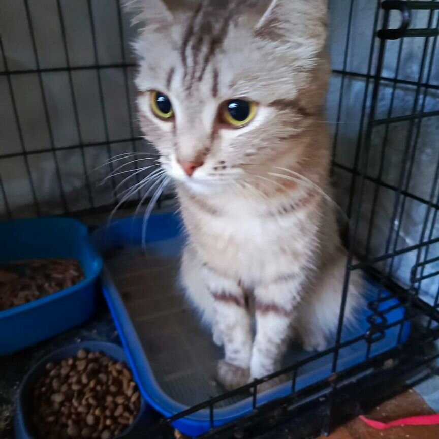 Молоденькая стерилизованная кошечка