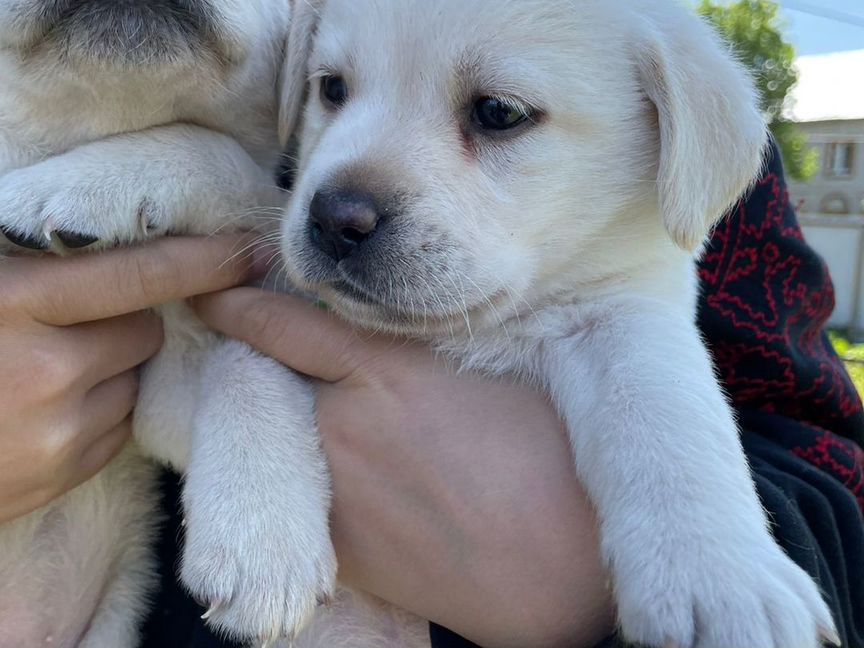 Продаются щенки лабрадора