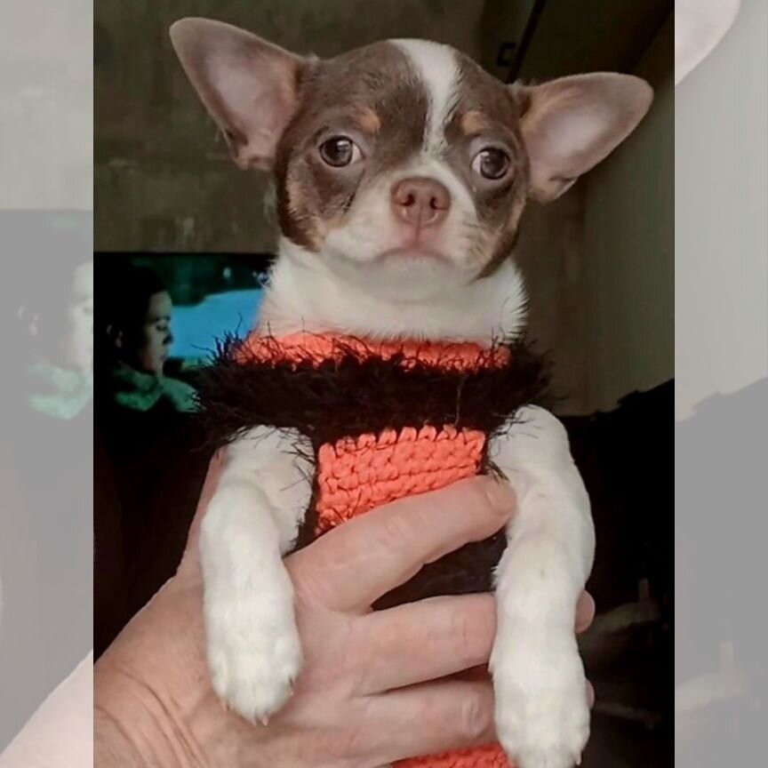 Чихуахуа, щенок