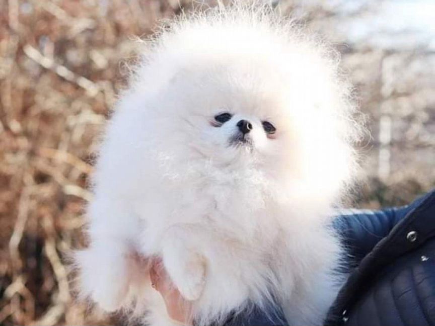 Потрясающий мальчик померанец