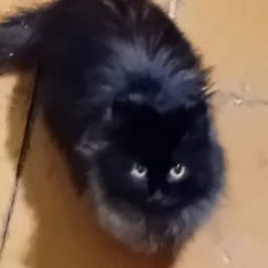 Кошечка Рябушка