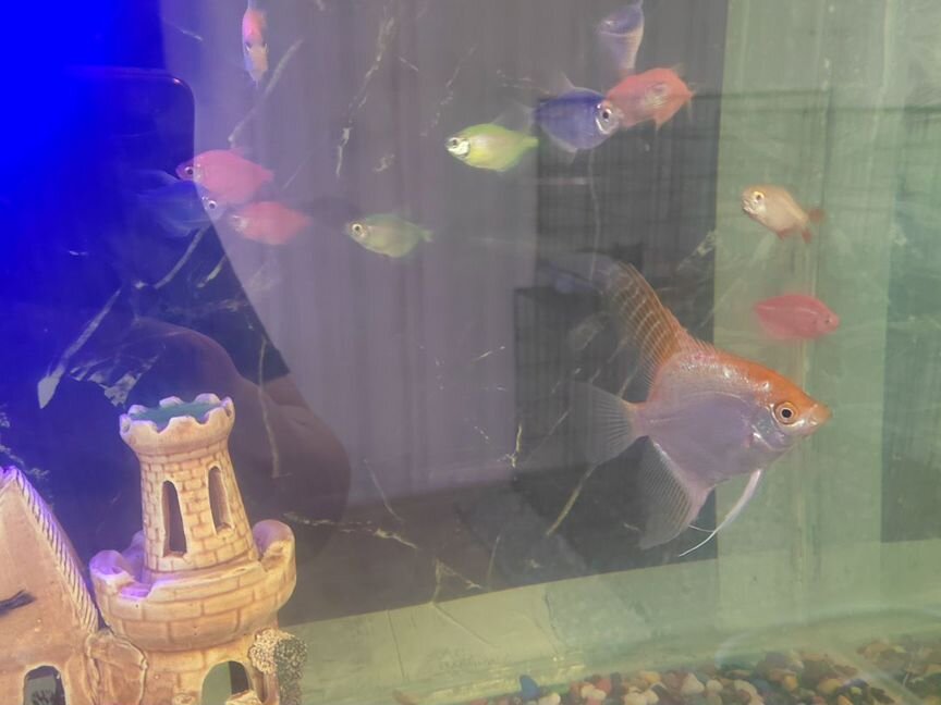 Аквариумные рыбки