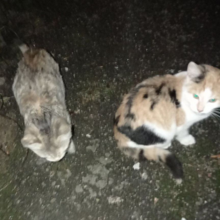 Девочку котёнка подкинули к подъезду