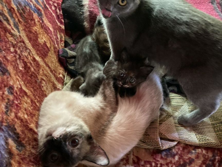 Кошки и котята
