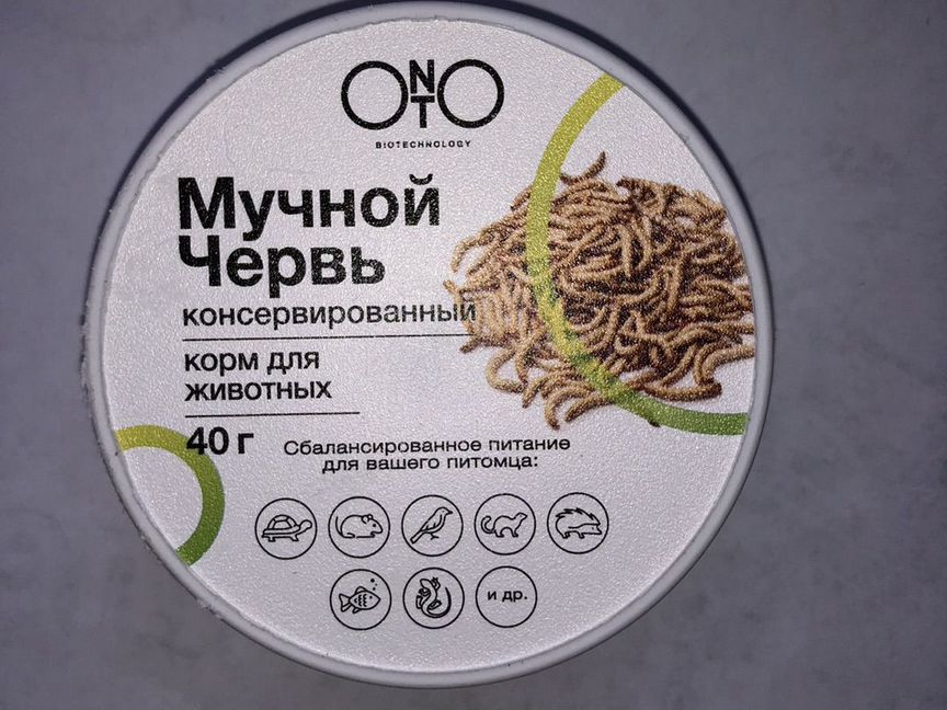 Мучной червь