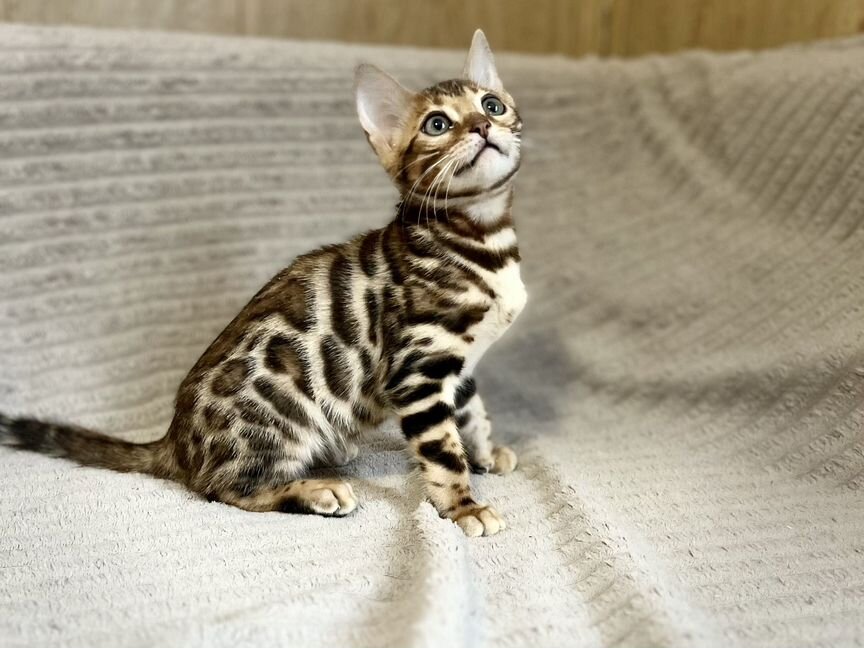 Красотка Мишель