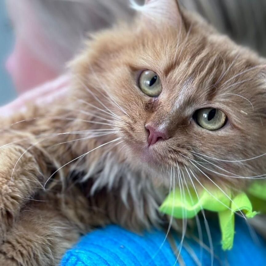 Рыжая красавица