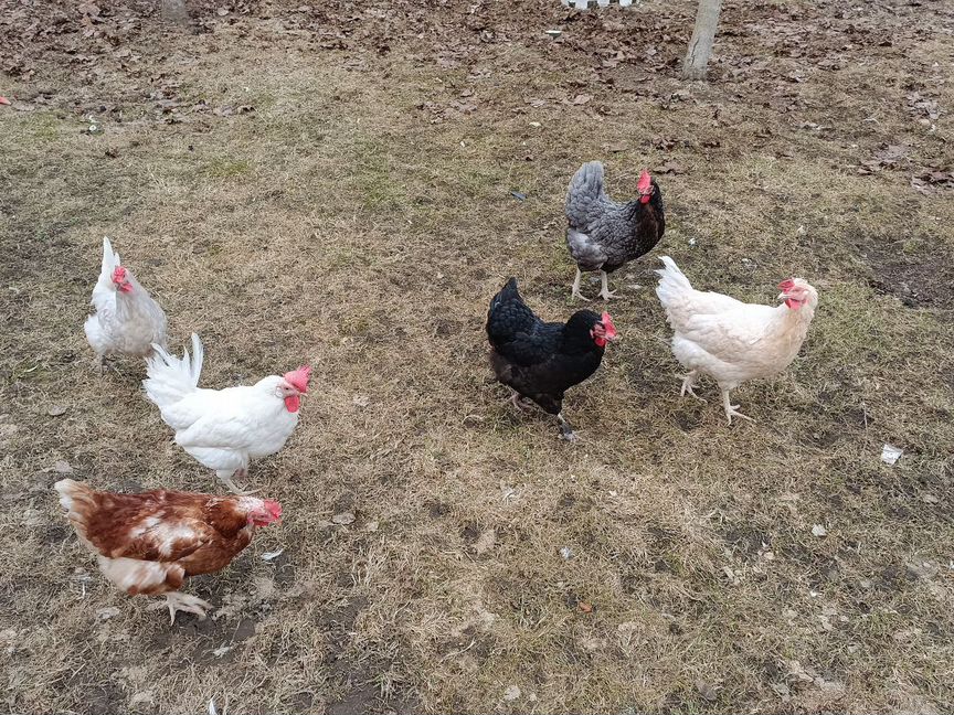 Домашние куриные яйца