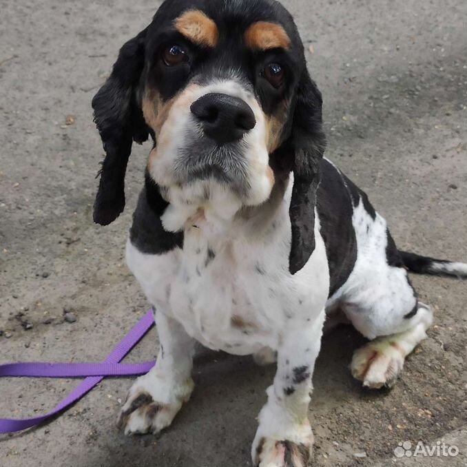 Американский кокер спаниель мальчик