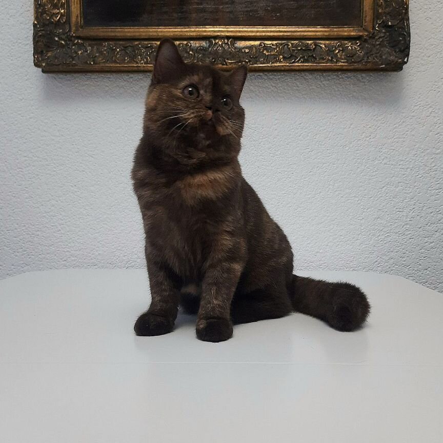 Британский котенок окрас h