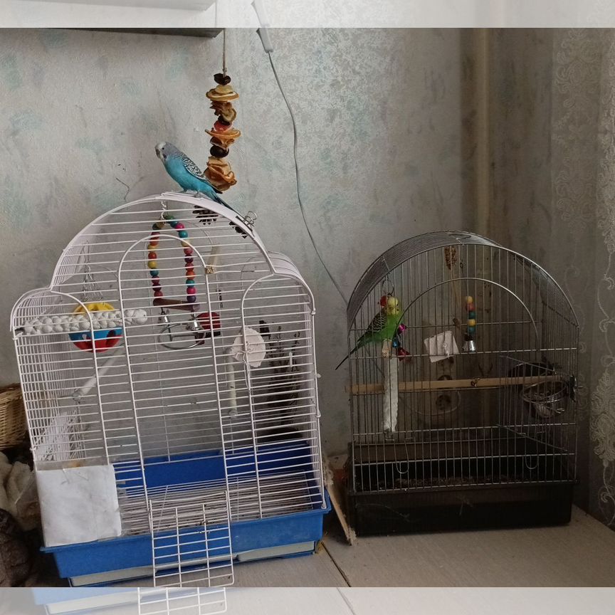 Волнистый попугай с клеткой