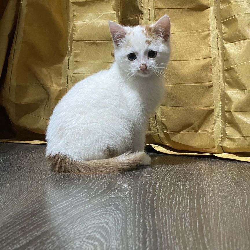 Котенок в добрые руки