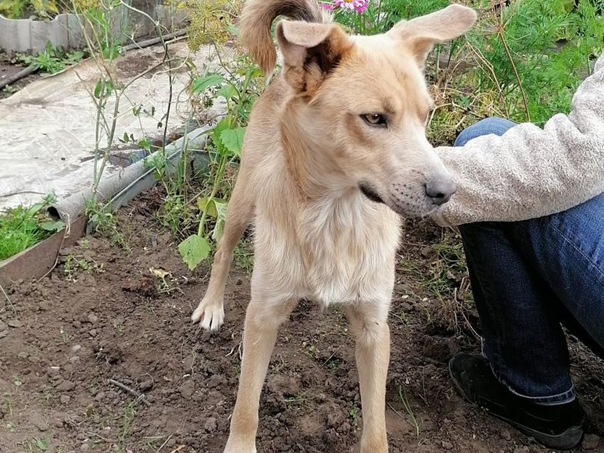 Отдам в добрые руки