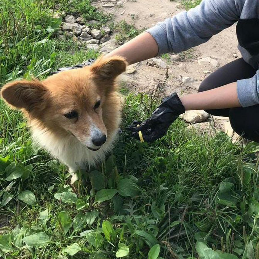 Собака в добрые руки