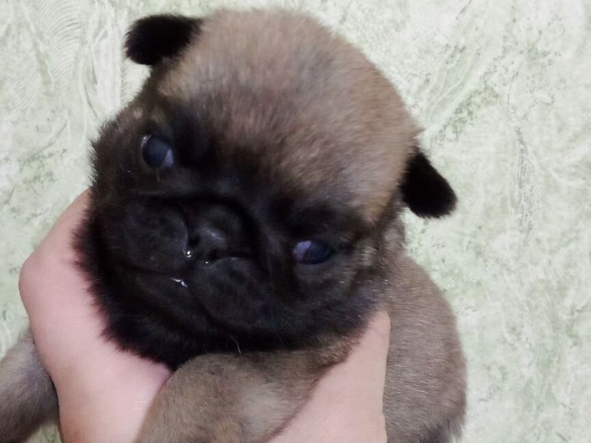 Щенки мопса