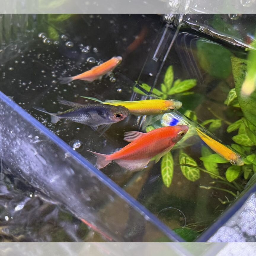 Тернеции glofish