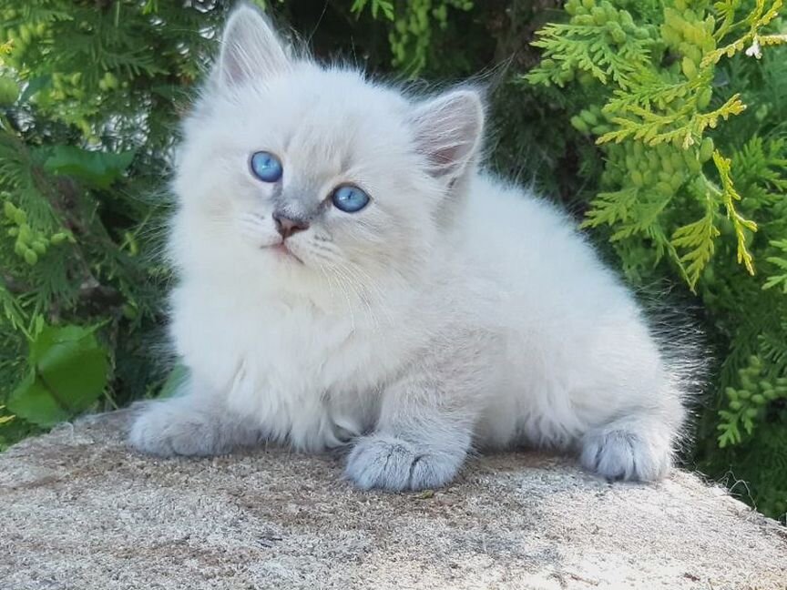 Невские маскарадные детки