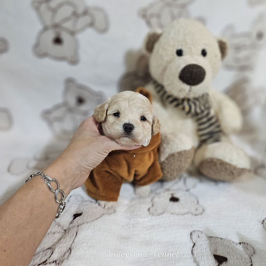 Maltipoo F1 мини мальчик. Крови Китай+Корея