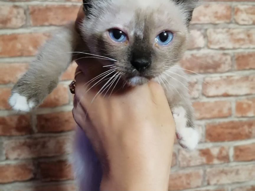 Котята манчкин