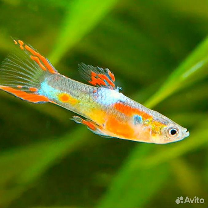 Гуппи Эндлера Голд (арт 5287)