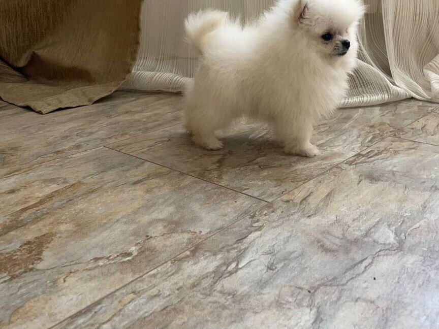 Белый Померанский шпиц