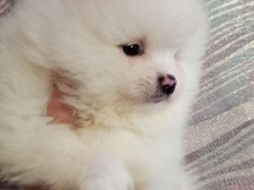 Померанский шпиц белые комочки