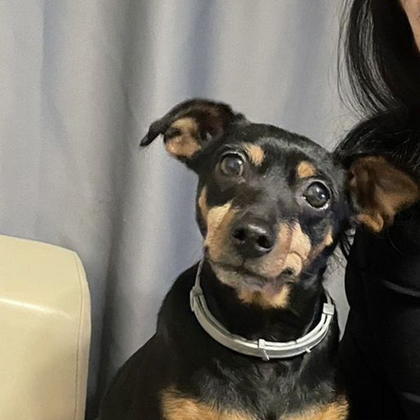 Отдам в добрые руки