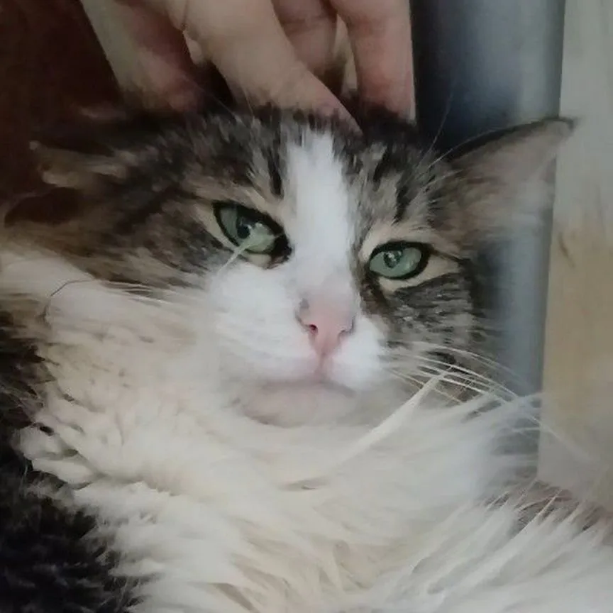 Кошка Буся