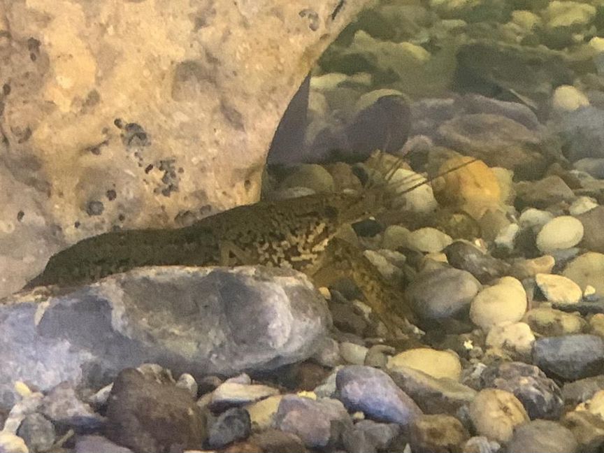 Аквариумные раки