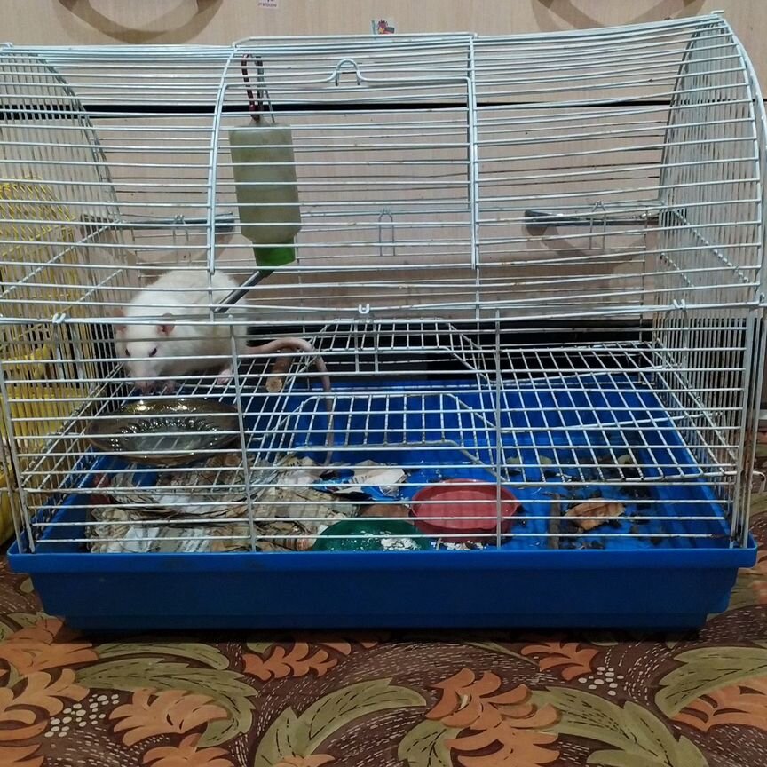 Клетка для крыс + крыса