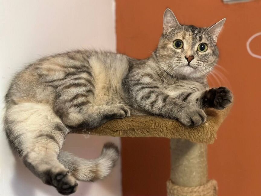 Кошка в дар