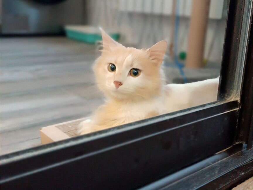 Котёнок Пломбирчик