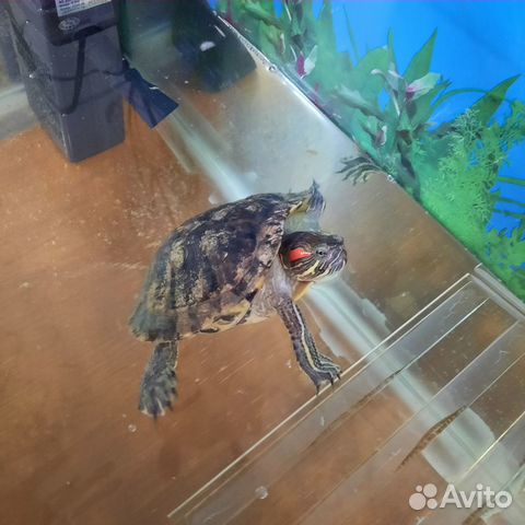 Красноухая черепаха с аквариумом бесплатно