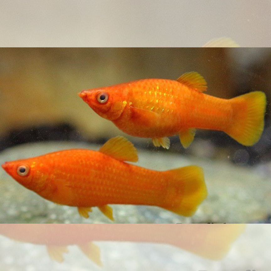 Аквариумные рыбы