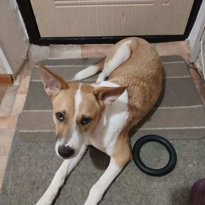 В добрые руки