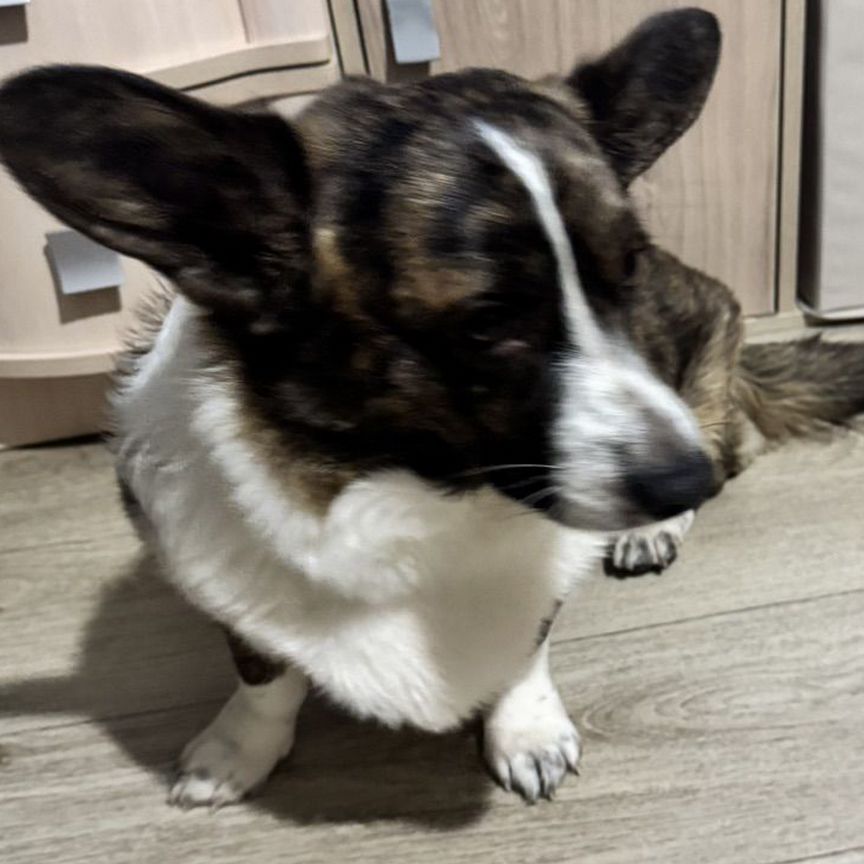 Вельш Корги Кардиган, взрослая собака