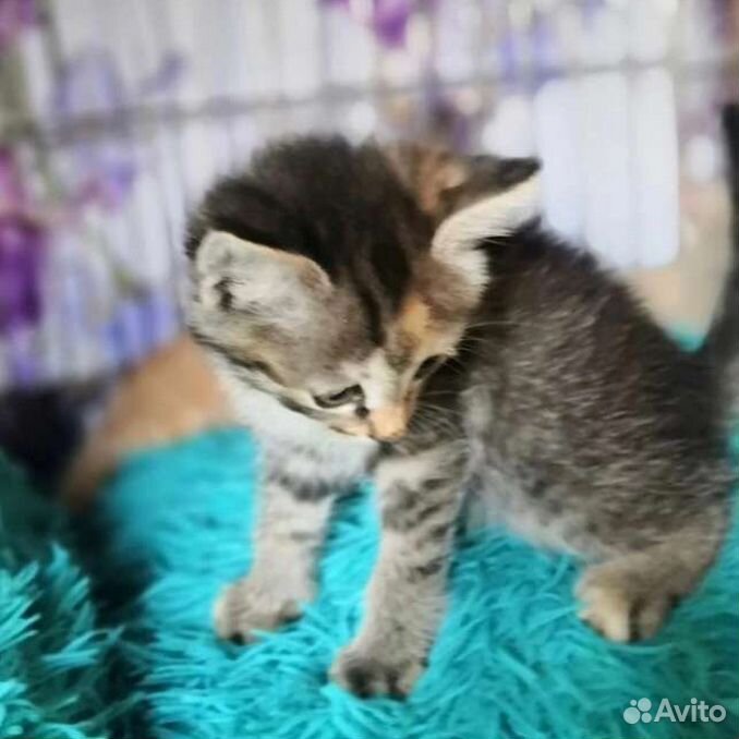 Волшебный котенок, девочка