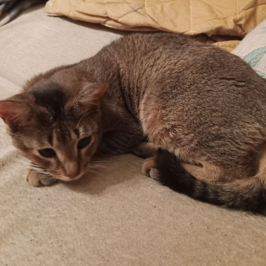 Чаузи, взрослая кошка