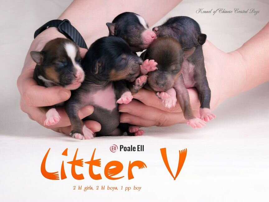 Щенки Китайской Хохлатой Собаки