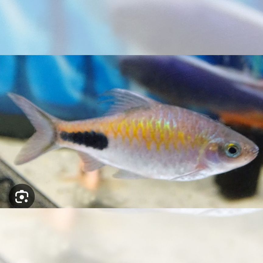 Рыба барбусы рохани