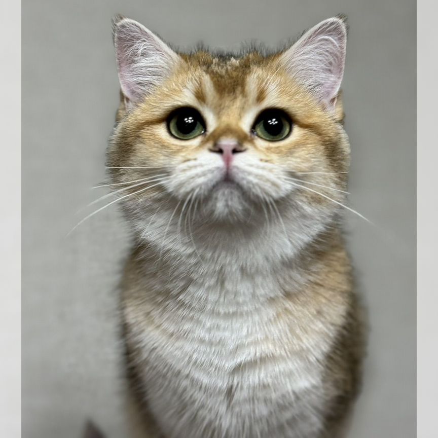 Шотландская прямоухая короткошёрстная кошка, взрослая