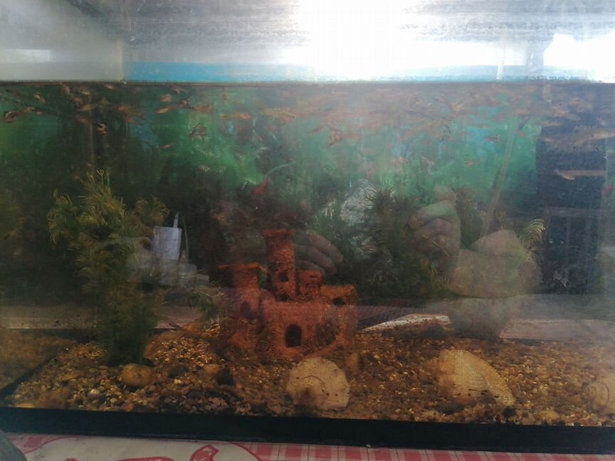 Аквариум с гуппи