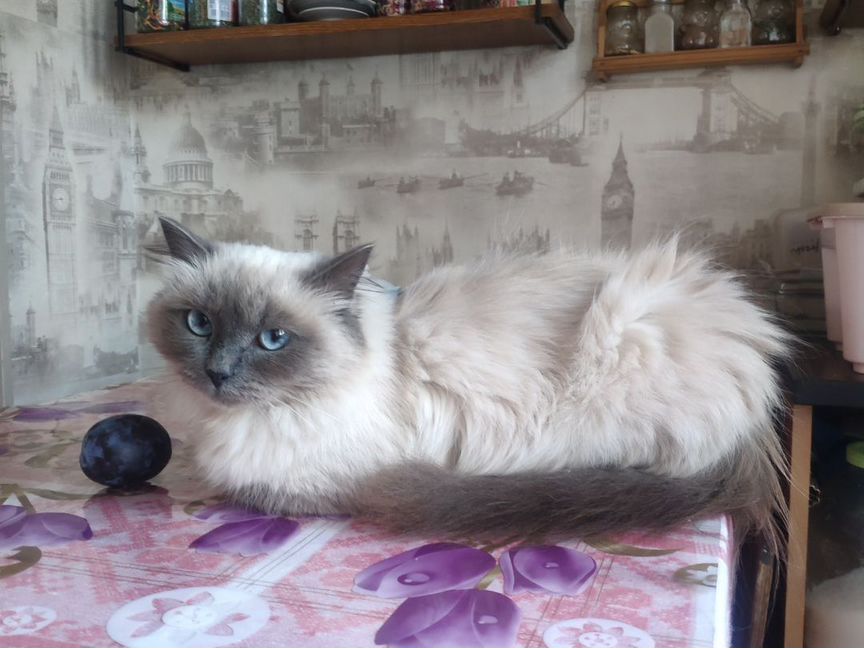Невская маскарадная кошечка в добрые руки