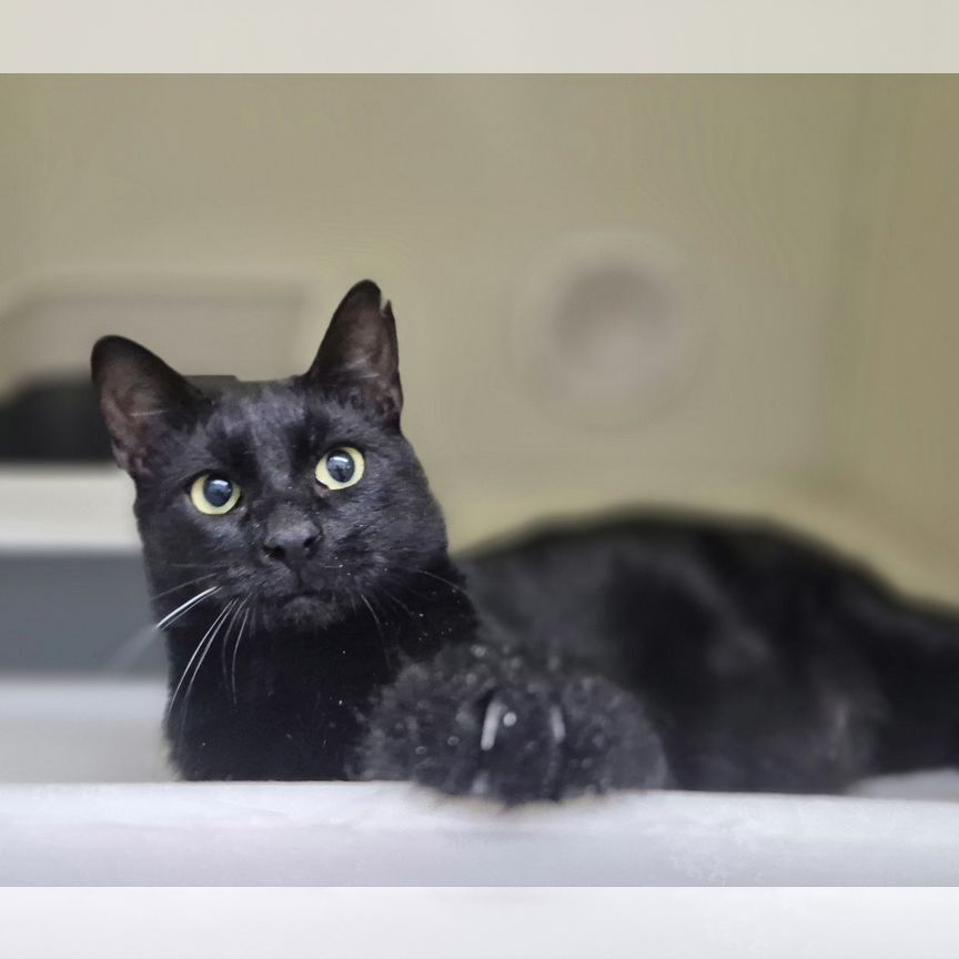 Европейский короткошёрстный котёнок