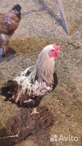 Продам петухов