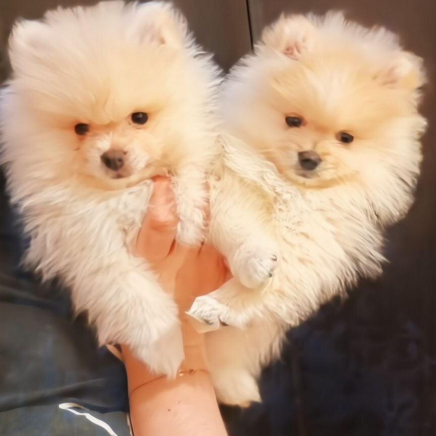 Померанский шпиц, щенок