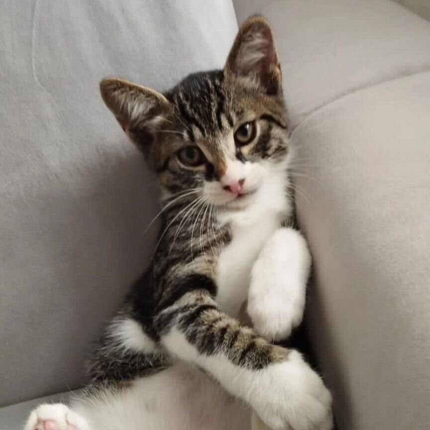 Котята
