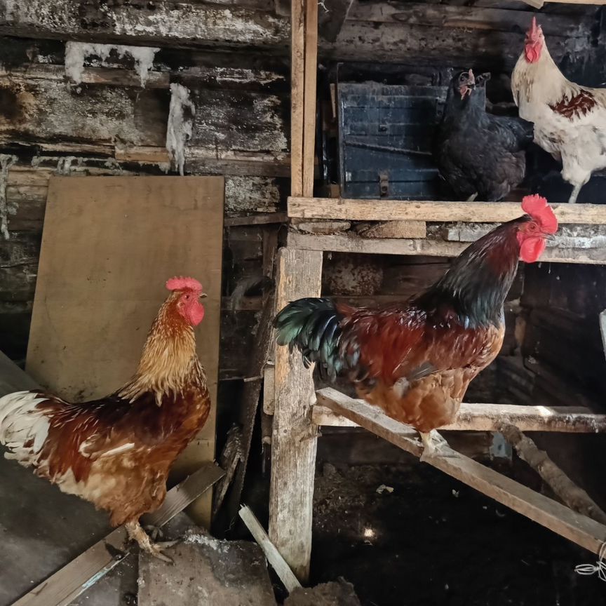 Продам петухов