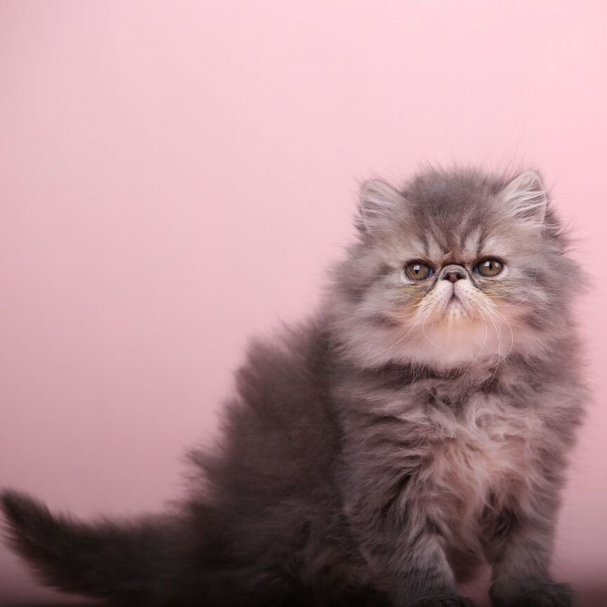 Персидский котик